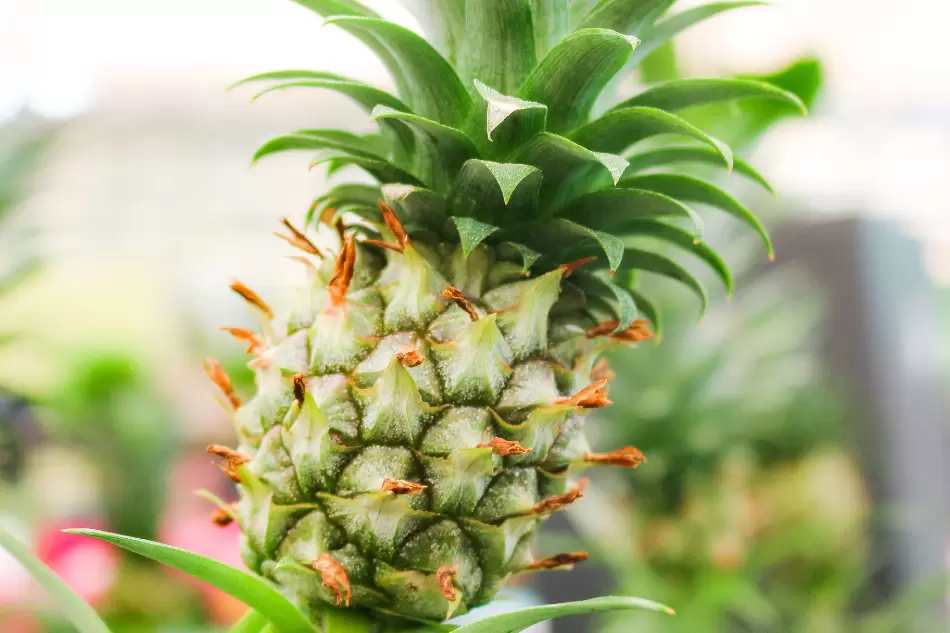 Zelf ananas kweken? Zo doe je dat - Tuincentrum Eurofleur