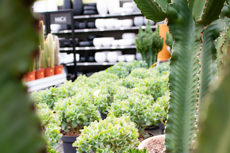 Kamerplanten kopen - Tuincentrum Eurofleur
