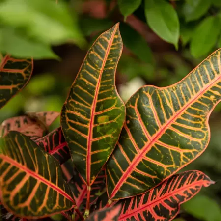 Codiaeum Variegatum ''Excellent'' - Croton - ± 130 cm - Tuincentrum ...