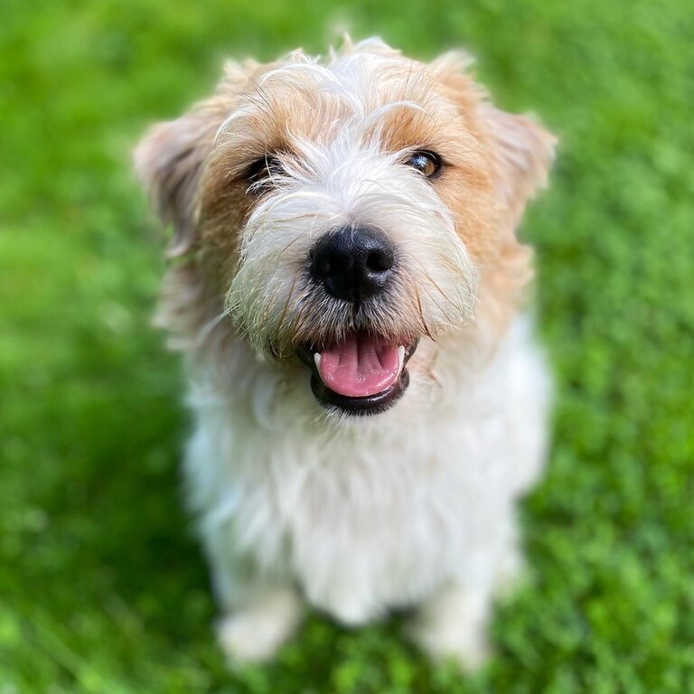 Hond kopen in Leusden tuincentrum - Tuincentrum Eurofleur